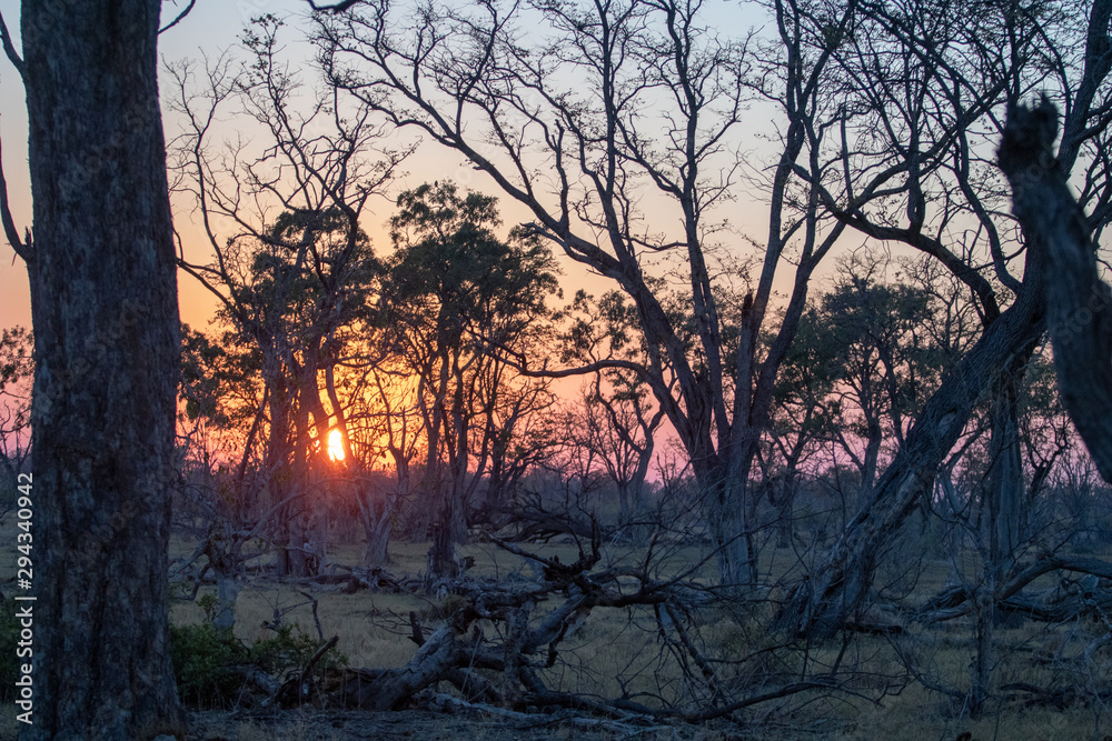 Baobab tree in an African savanna landscape at sunset. sunsets in ...
