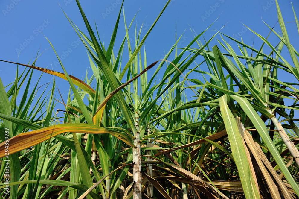 Sugarcane plants growing at field Stock Photo | Adobe Stock