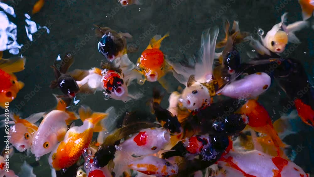 Beautiful group of gold fish swimming in pond, goldfish cute animal ...