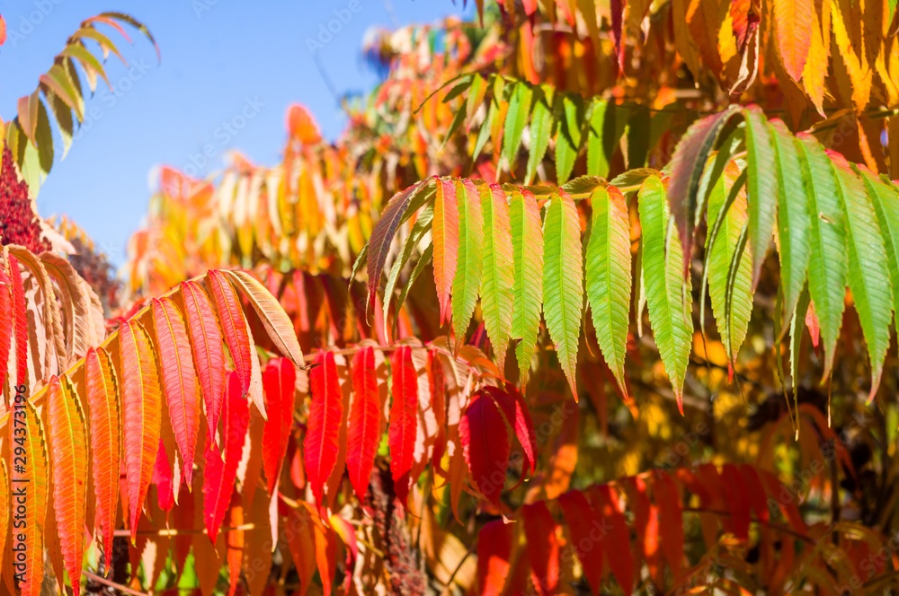 Autumn red and yellow colors of the Rhus typhina, Staghorn sumac ...