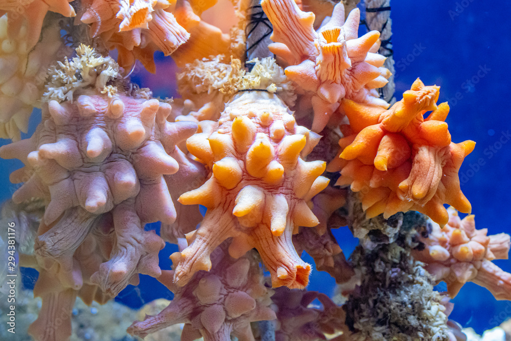 Colorful hoya (sea squirt) in the aquarium Stock Photo | Adobe Stock