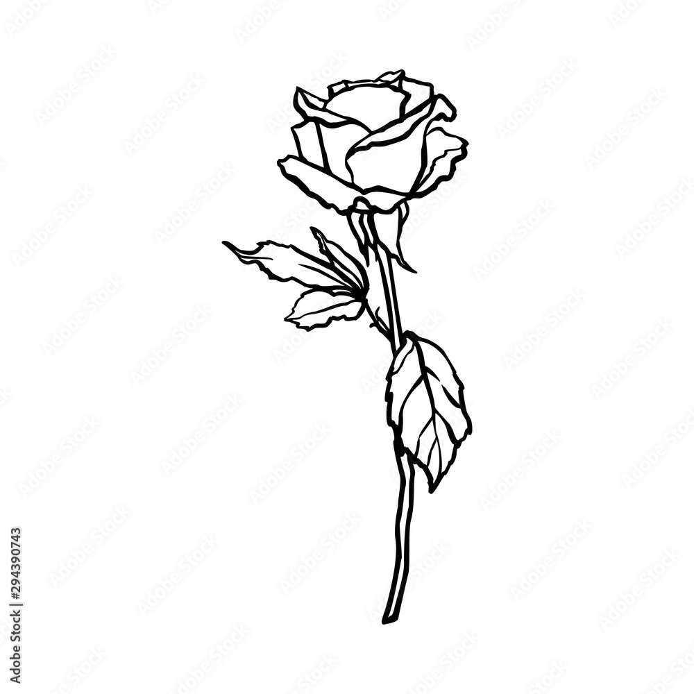 Rosebud line drawing. Vector outline Flower in a Trendy Minimalist ...