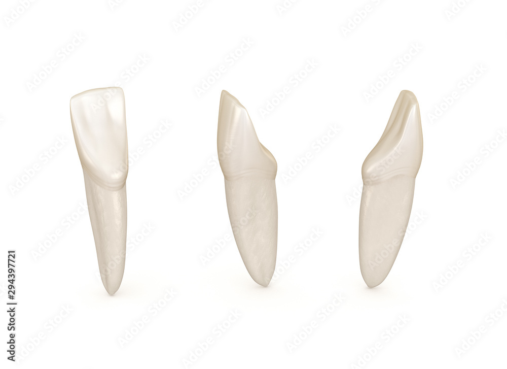 Dental anatomy - mandibular central incisor tooth. Medically accurate ...