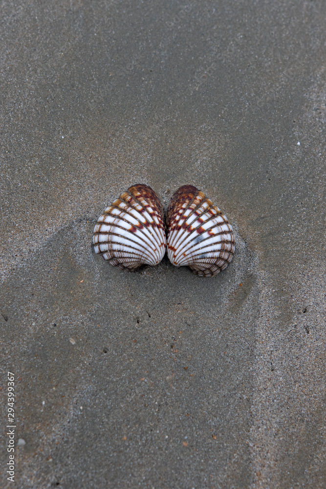 sea shell on the beach of Pakistan Stock Photo | Adobe Stock