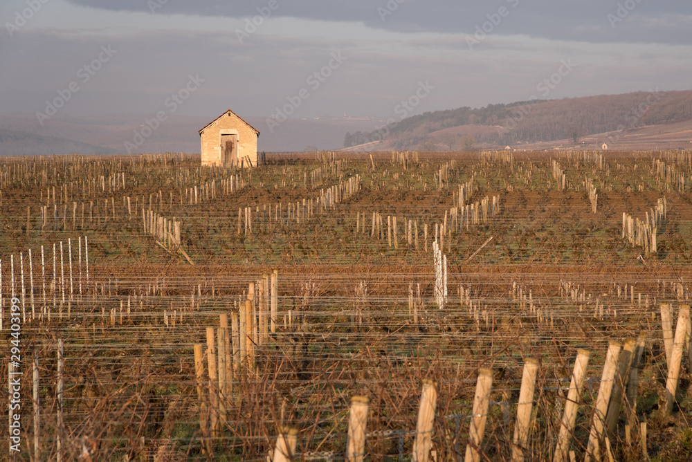 Une cabote dans les vignes hivernales. Une cabote dans les vignes en ...