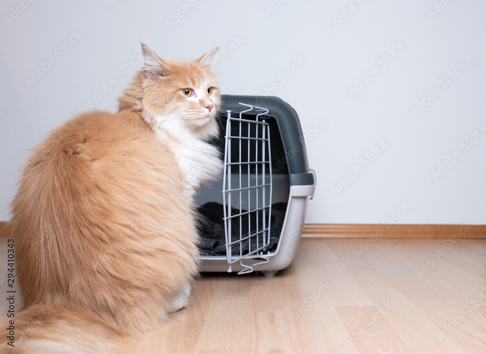 ginger maine coon cat sitting in front of open pet carrier looking to ...