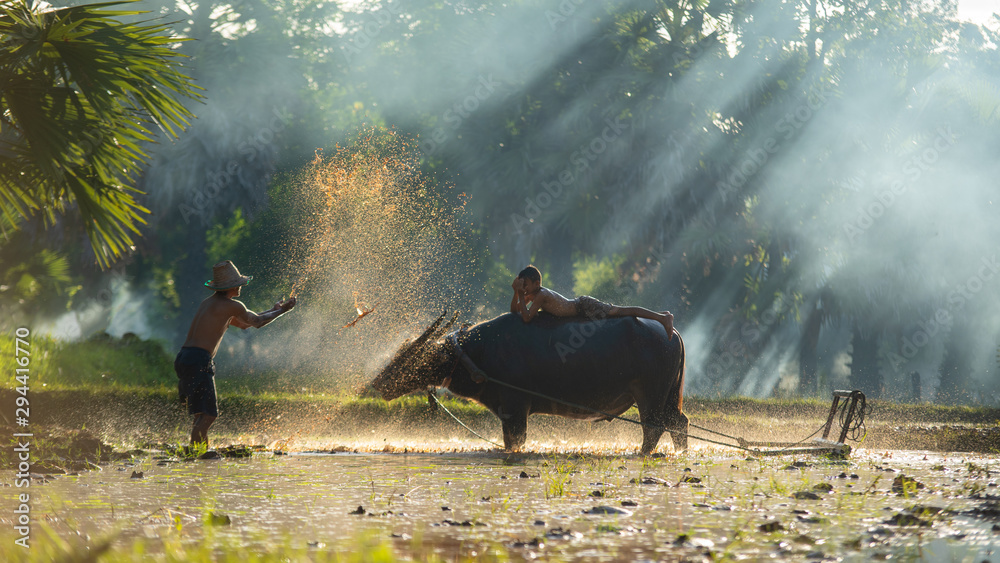 Son and dad this is lifestyle of family farmer at rural Asia ...