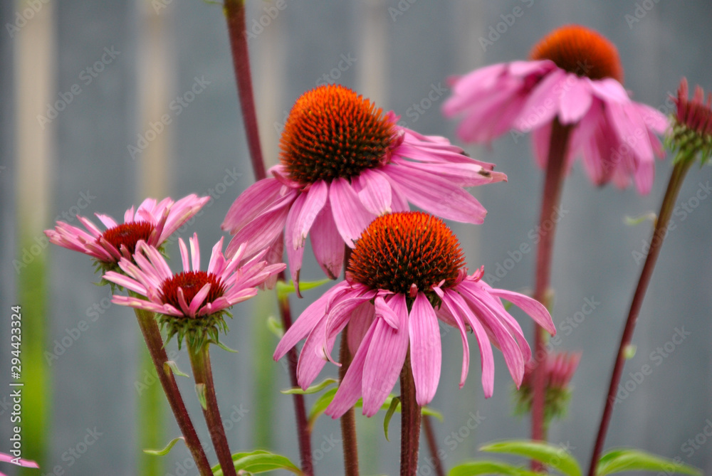 Hot Pink Daisy