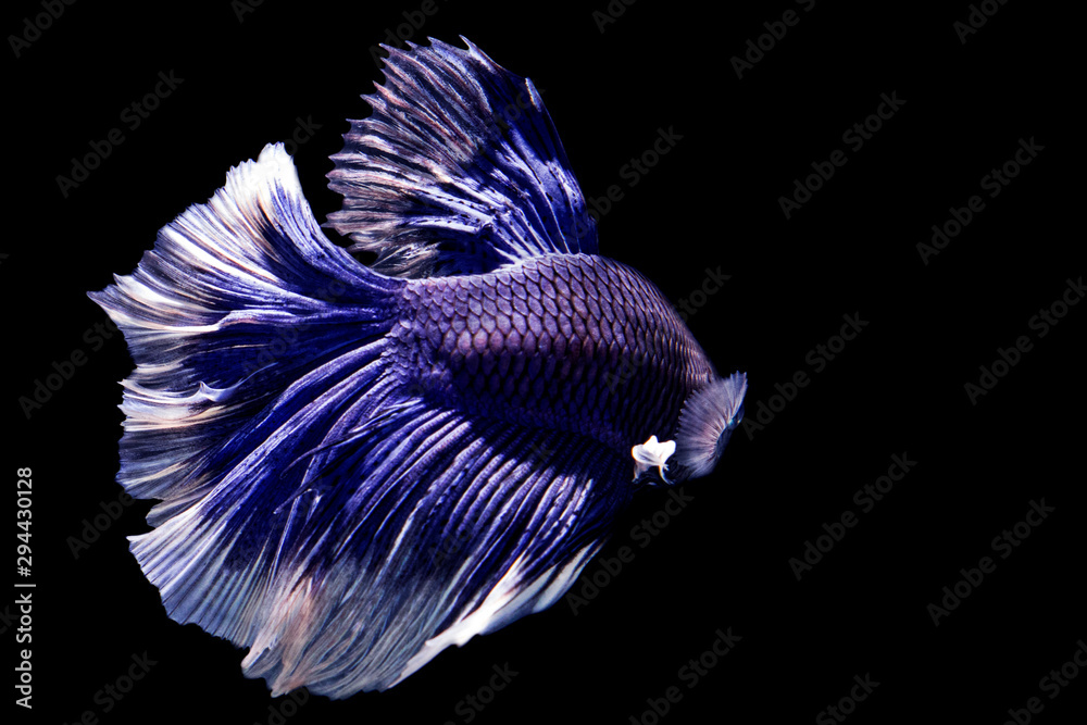 Blue betta fish, Siamese fighting fish, betta splendens (Halfmoon betta ...