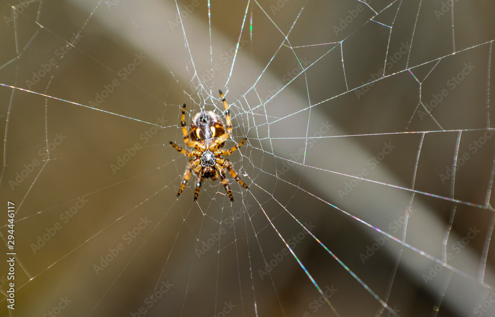 Macro photography of furry spiders in a silver web. Stock Photo | Adobe ...