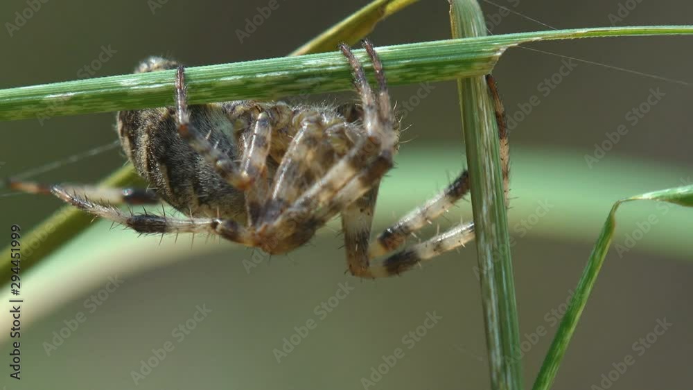 Larinioides cornutus, furrow spider, furrow orb spider, large spider ...