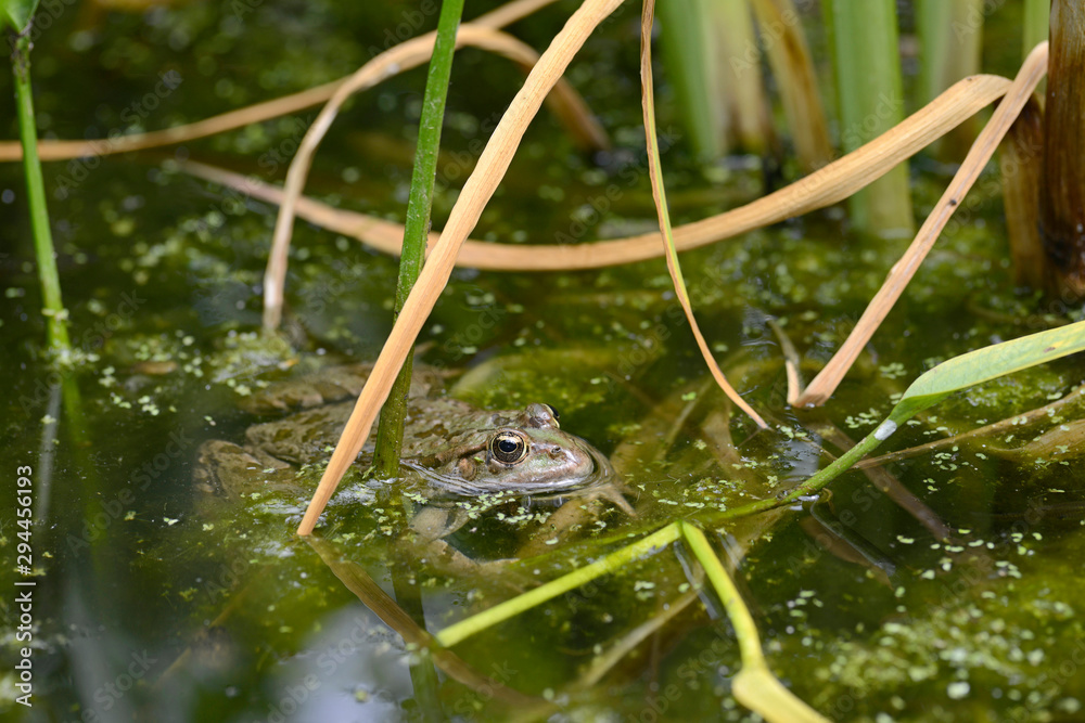 Balkan-Wasserfrosch (Pelophylax kurtmuelleri), Griechenland - Balkan ...