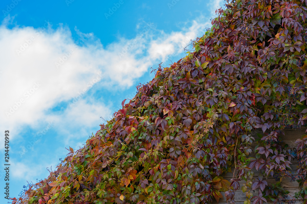 Parthenocissus tricuspidata commonly called Boston ivy, Vine growing on ...