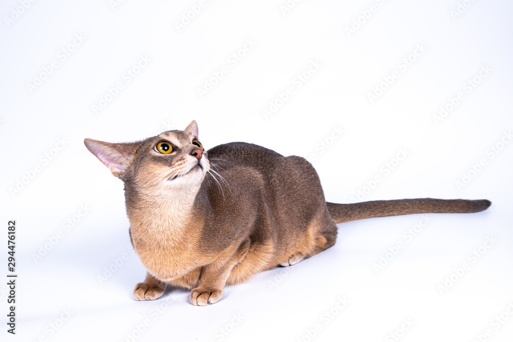 Blue Abyssinian Cat