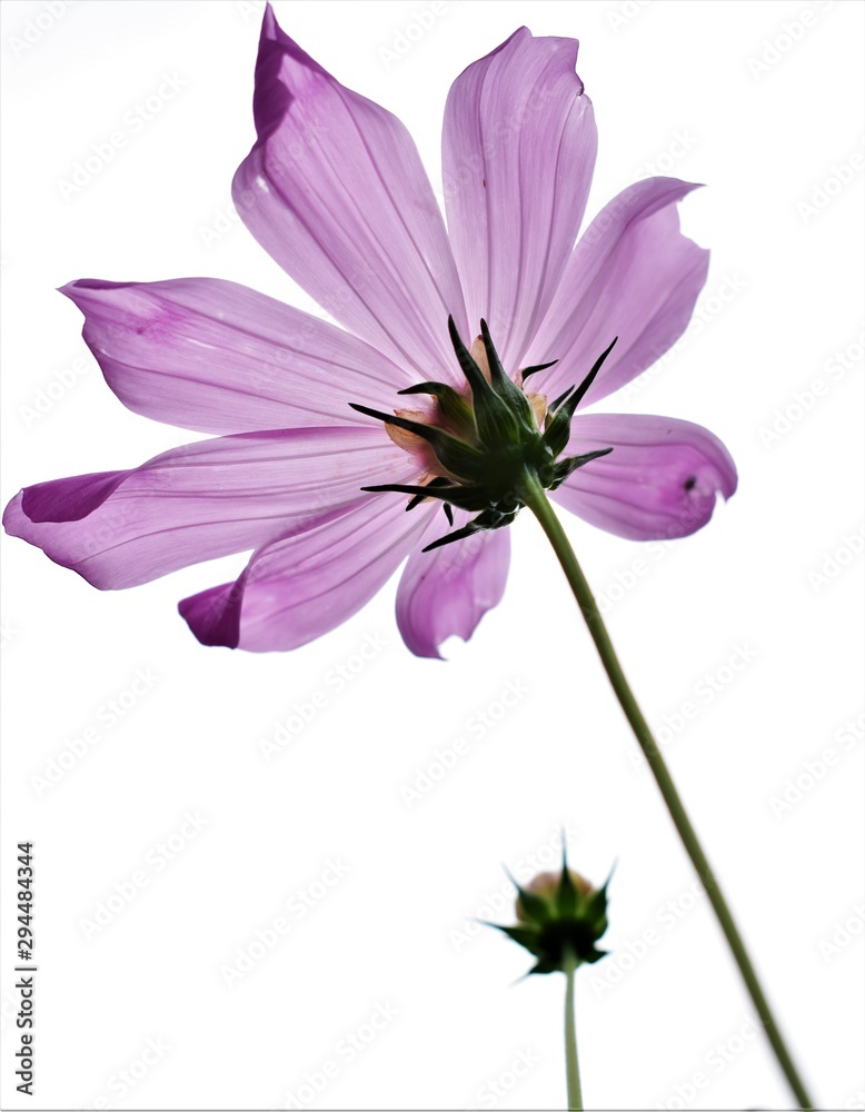 pink flower Stock Photo | Adobe Stock