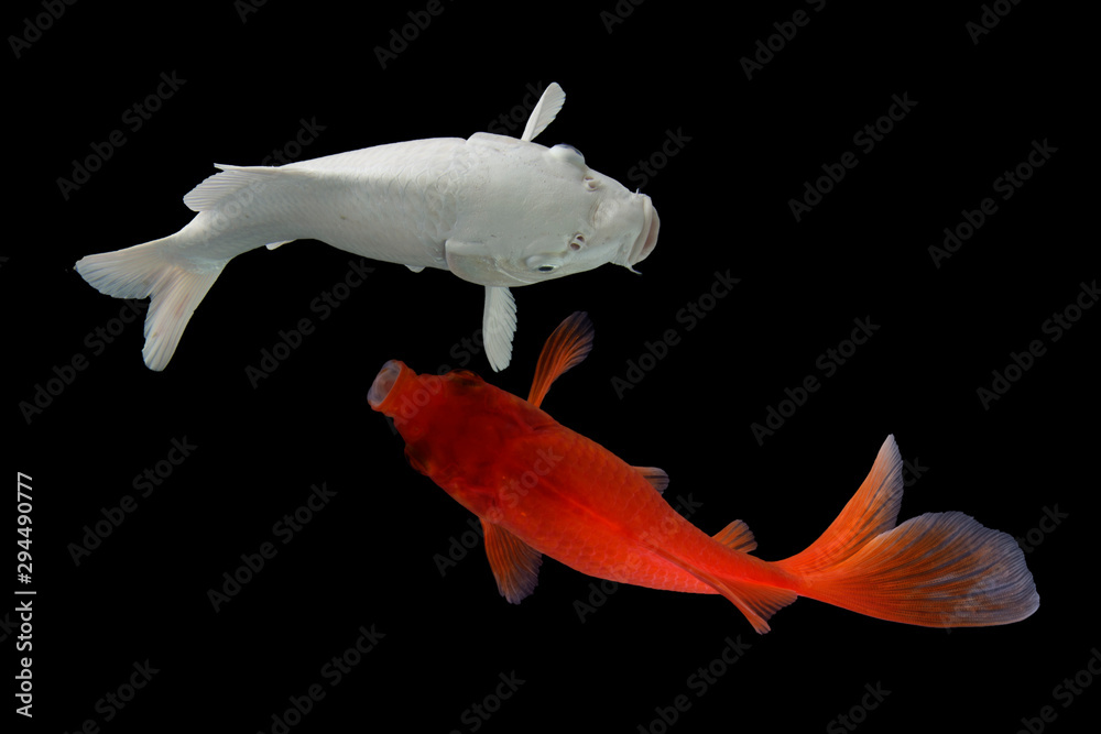 Koi fish is domesticated version of common carp. This fish is most ...