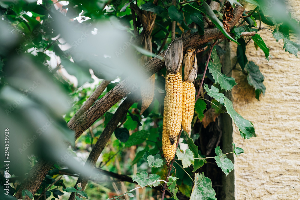 Ears of golden dried corn on the cob strung up and tied to tree ...