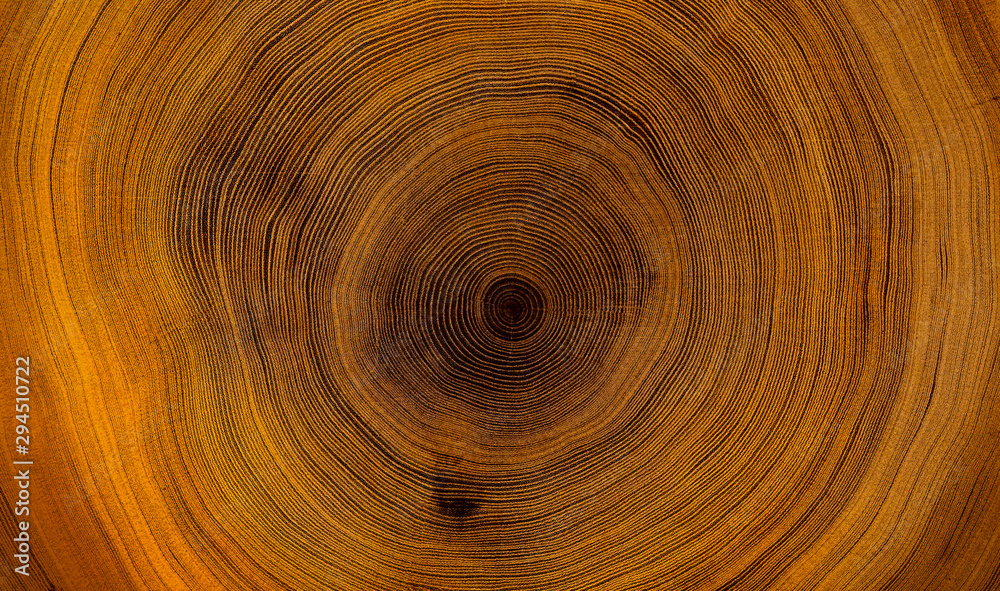 Old wooden mahogany tree cut surface. Detailed warm dark brown and ...