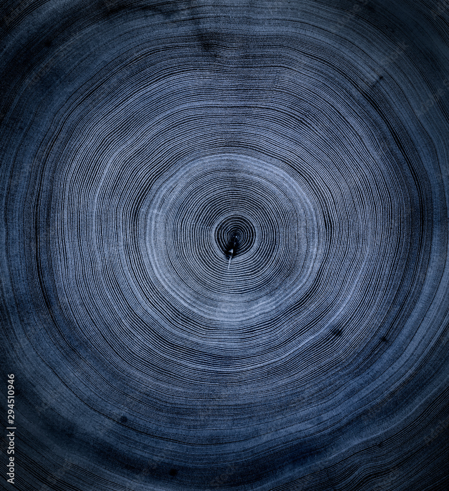 Detailed cool blue denim texture of tree end cut of a felled tree ...