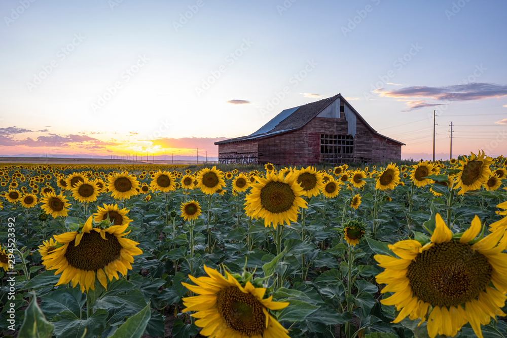 Sunflower Field With Barn
