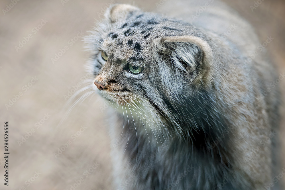Pallas's cat (Otocolobus manul). Manul is living in the grasslands and ...