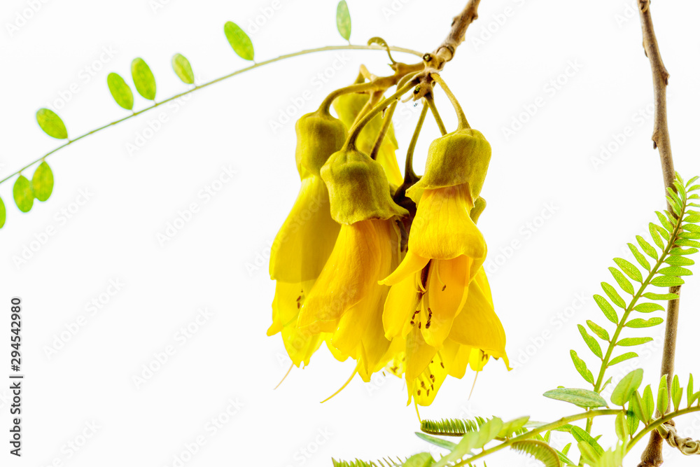 Close-up view of the spectacular yellow flowers of the New Zealand ...