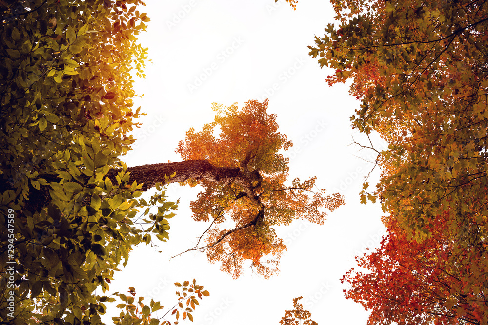 Fall colour seen from bellow, viewing straight up, , on King Mountain ...