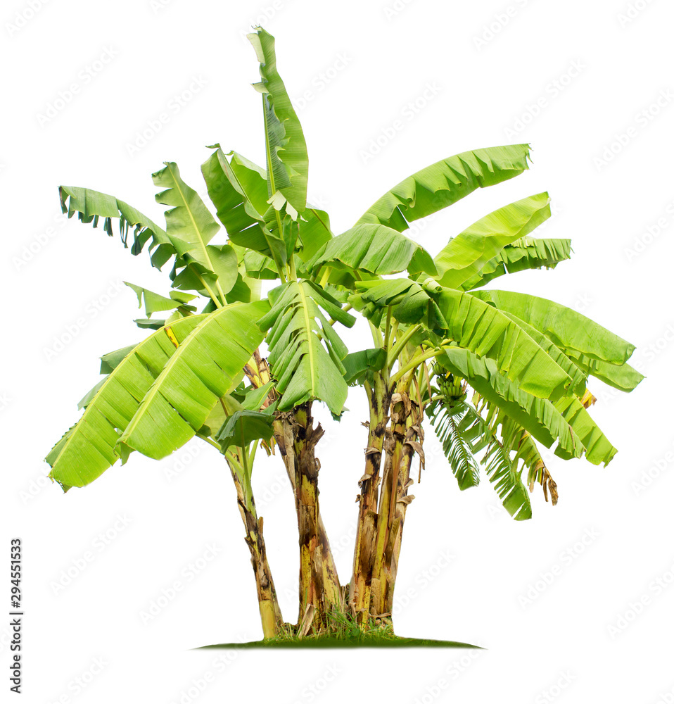 Banana Tree Background