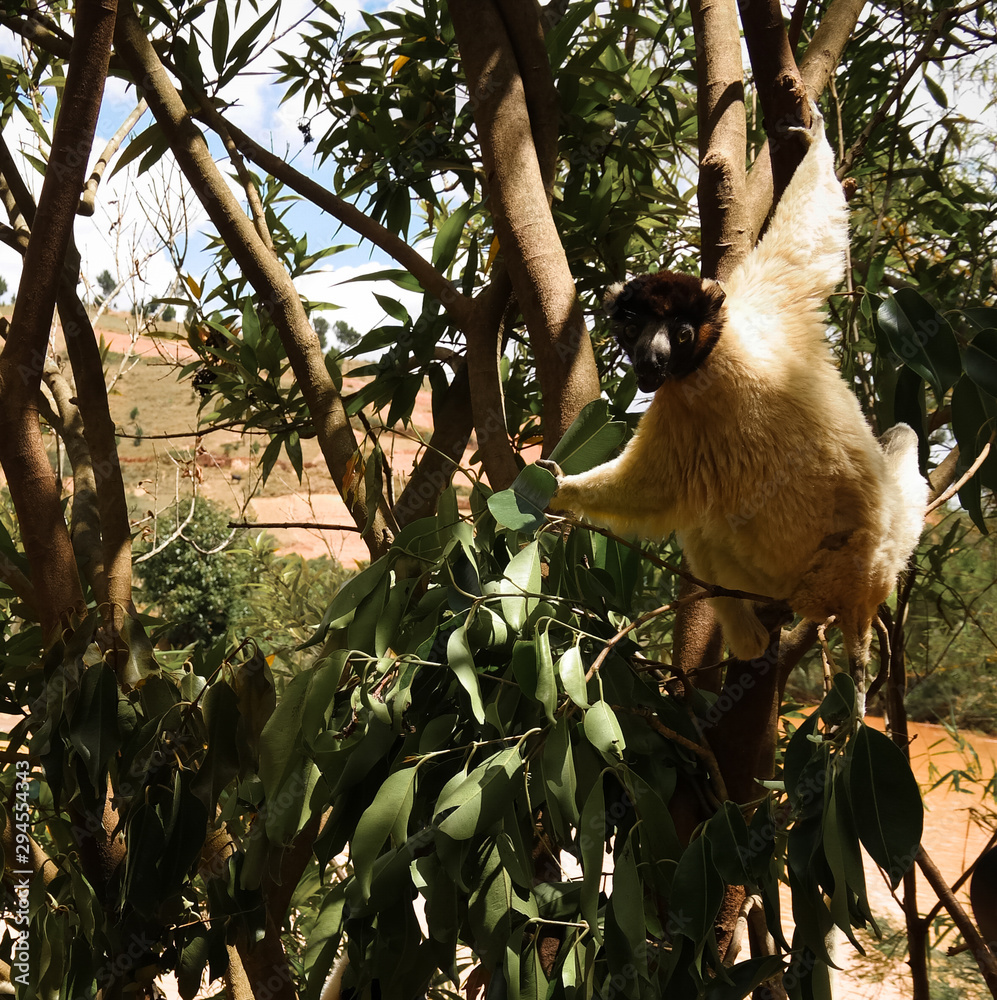 Portrait of the crowned sifaka aka Propithecus coronatus at Lemurs park ...