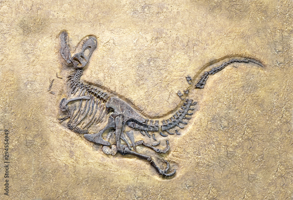Foto de Tyrannosaurus rex fossil, selective focus. T.rex was one of the ...