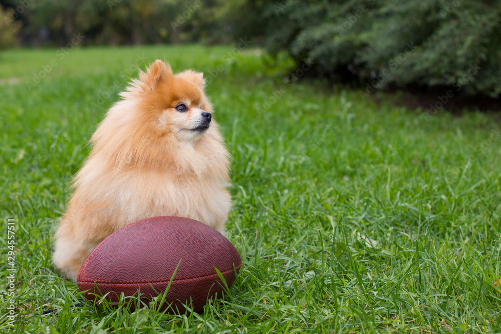Cute American football player dog with a ball sitting on a green grass ...