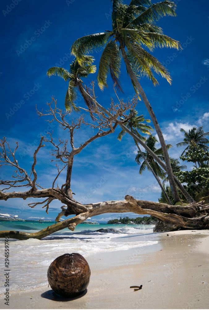 Coconut trees in Alona Beach, Panglao Island, Cebu, Philippines Stock ...