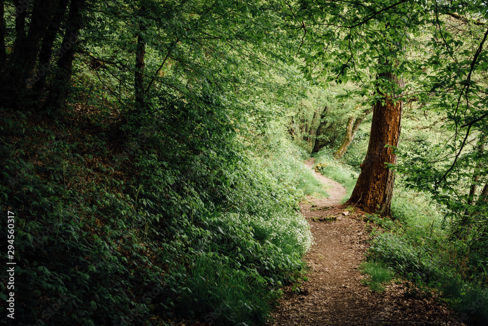 un chemin dans la forêt. Un chemin forestier. Un sentier dans les bois ...
