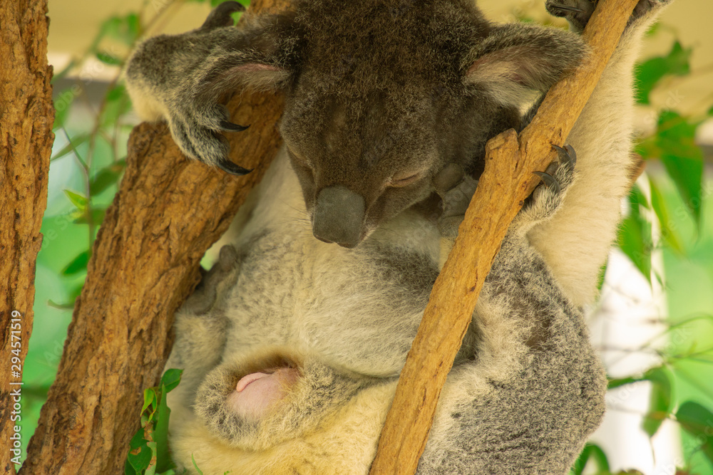 Pregnant Koala