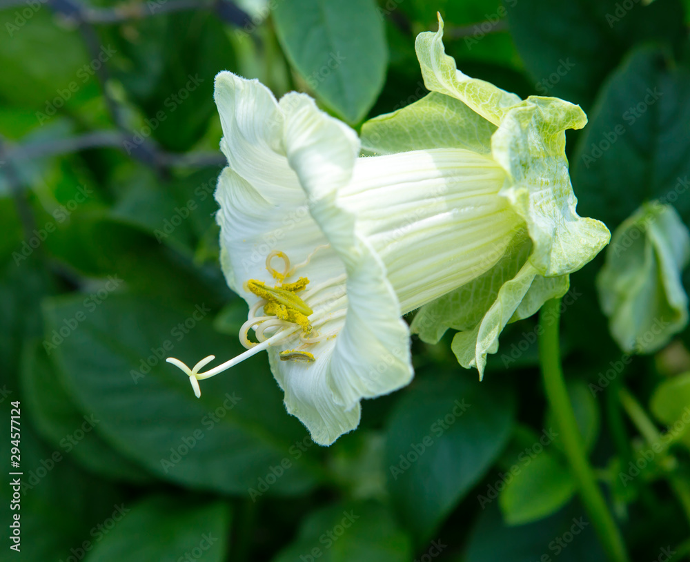 Cobaea flower. Cobaea is a vine that grows naturally in the mountain ...