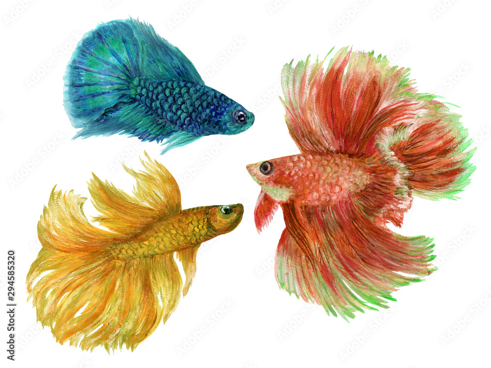 Colorful Betta Fish watercolor hand paint Illustration Siamese and ...