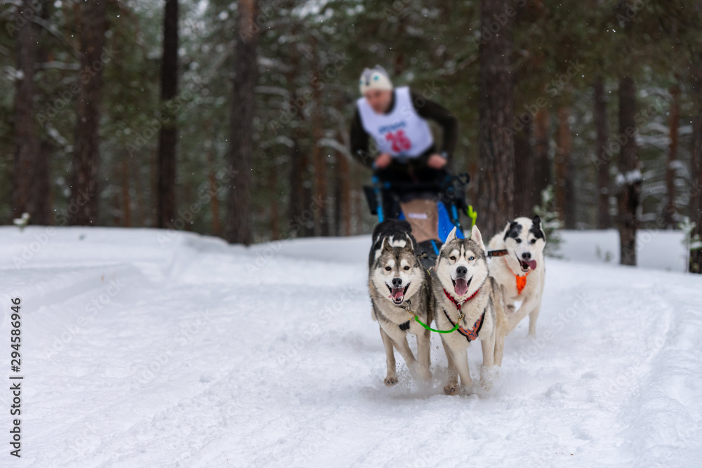 Sled dog racing. Husky sled dogs team pull a sled with dog musher ...