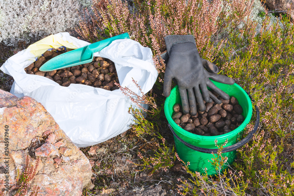 Elk Droppings