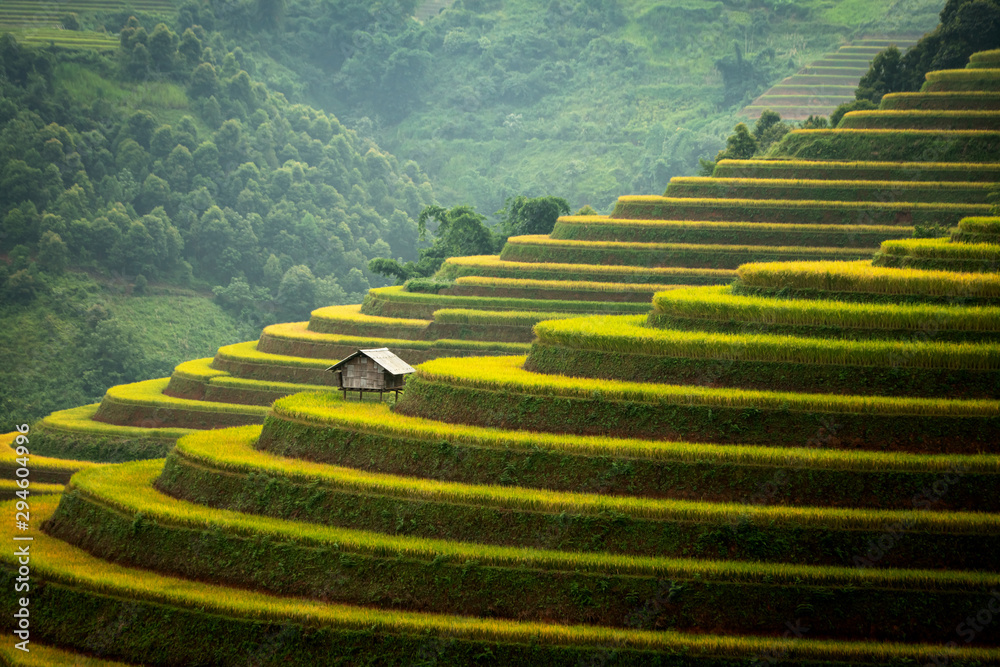 Mountain rice planting Rice fields on the terrace of Cang Chai village ...