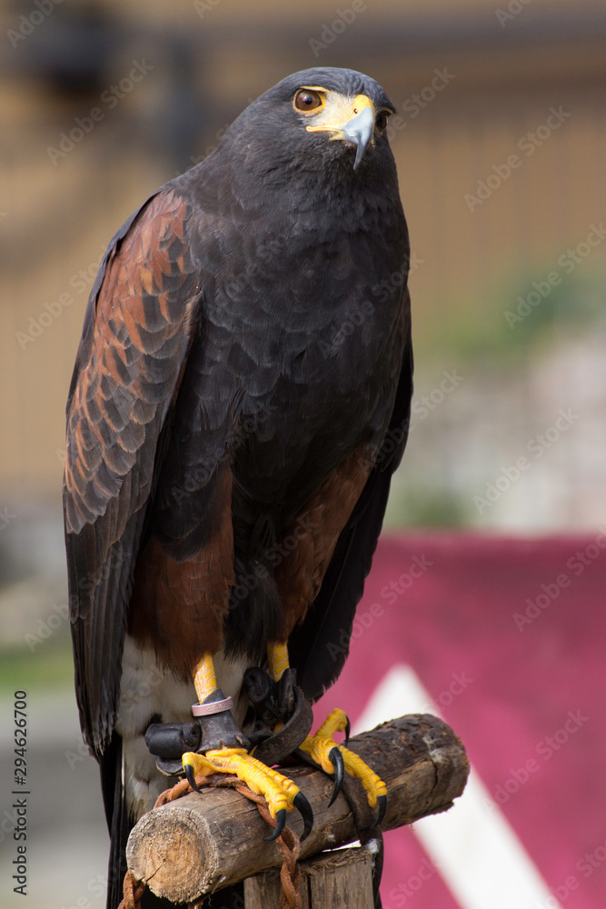 Beautiful black hawk on a perch on display at a medieval reenactment ...