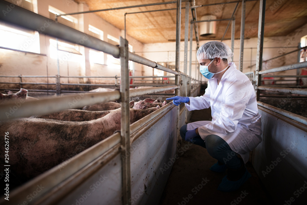 Veterinarian doctor examining pigs at pig farm. Controlling animals ...
