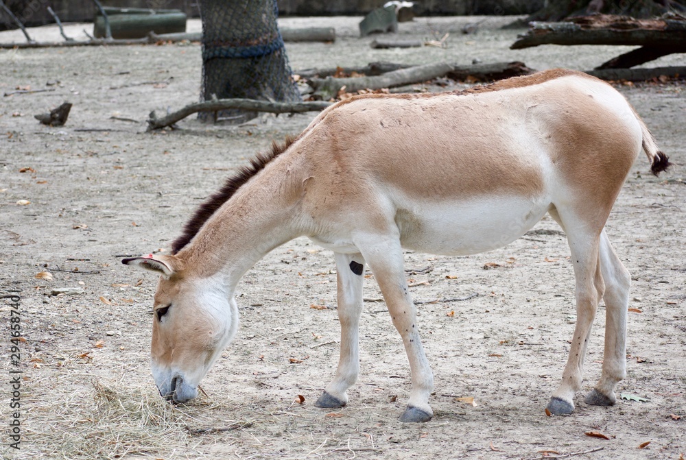 PERSIAN ONAGER or EQUUS HEMIONUS ONAGER Walking and grazing around ...