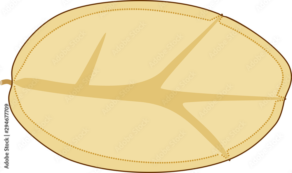 Vecteur Stock Parts of plant. Internal structure of potato tuber ...