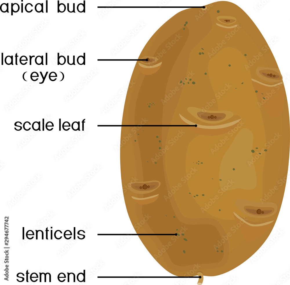 Parts of plant. Morphology and structure of potato tuber Stock Vector ...