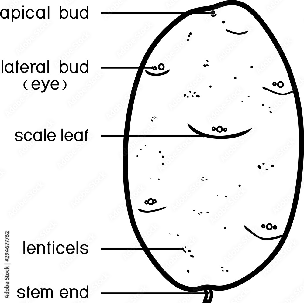 Potato Plant Coloring Page