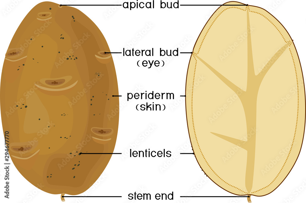 Parts of plant. Morphology and anatomy of potato tuber. Structure in ...
