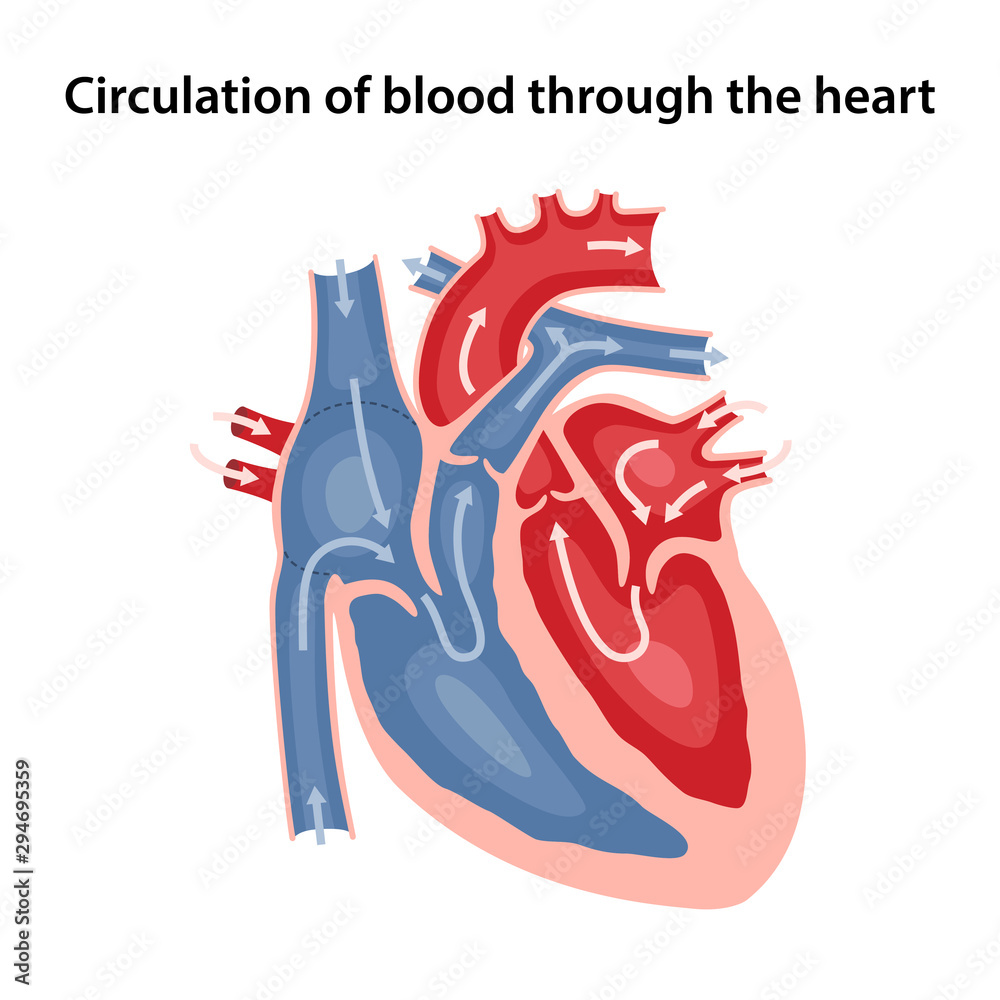 Circulation of blood through the heart. Cross sectional diagram of the ...