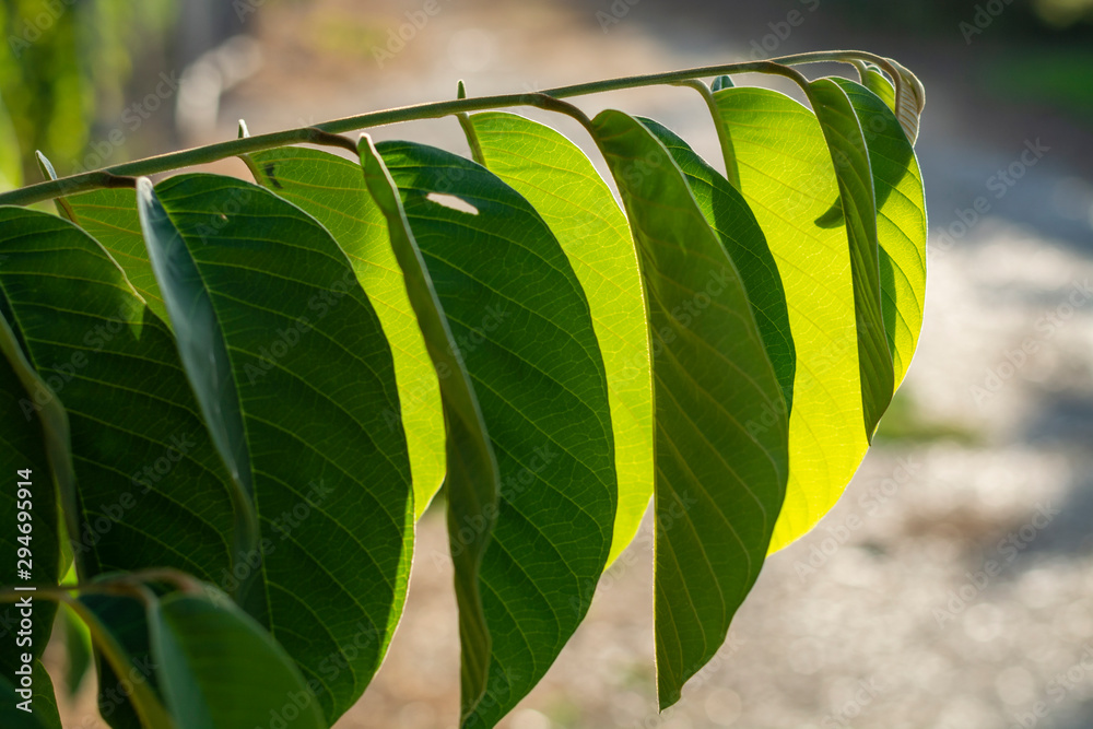 Custard Apple Tree Leaves