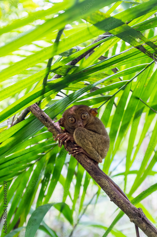 Philippine tarsier sitting in a branch Stock Photo | Adobe Stock