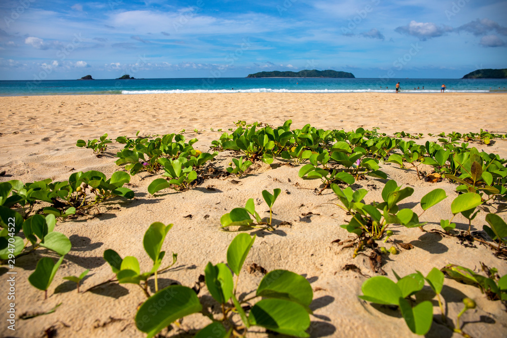 Yellow sand and green grass on beach. White sand beach perspective ...